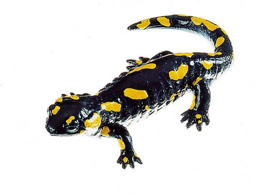 Model – ženka pjegavog daždevnjaka – Salamandra s. salamandra | Medical ...