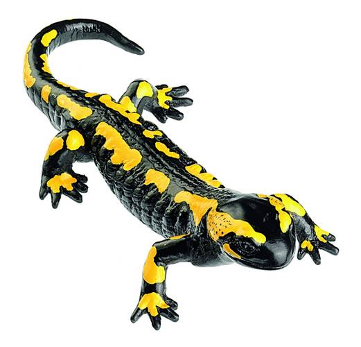 Model – pjegavi daždevnjak – Salamandra s. terrestris | Medical Centar