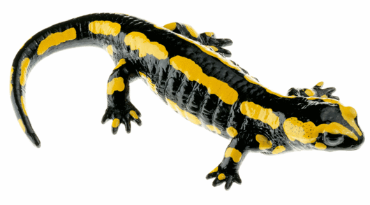 Model – ženka pjegavog daždevnjaka – Salamandra s. terrestris | Medical ...