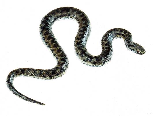 Model – mlada riđovka | Medical Centar